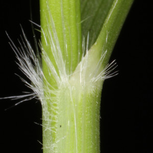 Chilean needle grass | Environment Canterbury