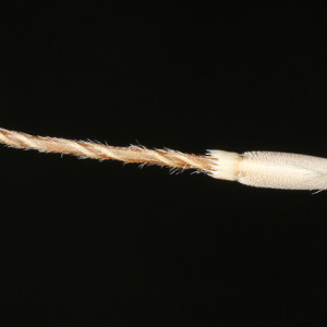 Chilean needle grass | Environment Canterbury