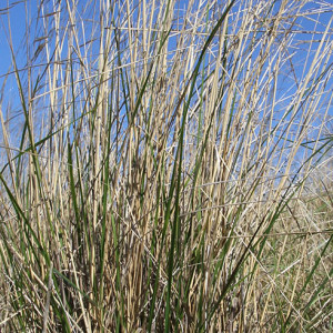 Chilean needle grass | Environment Canterbury