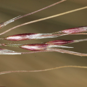 Chilean needle grass | Environment Canterbury