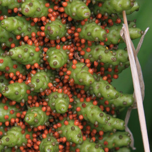 Chilean rhubarb | Environment Canterbury