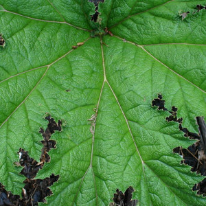 Chilean rhubarb | Environment Canterbury