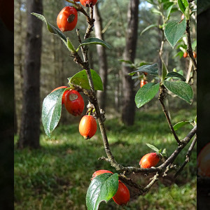 Cotoneaster | Environment Canterbury