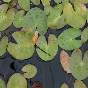 Entire marshwort | Environment Canterbury