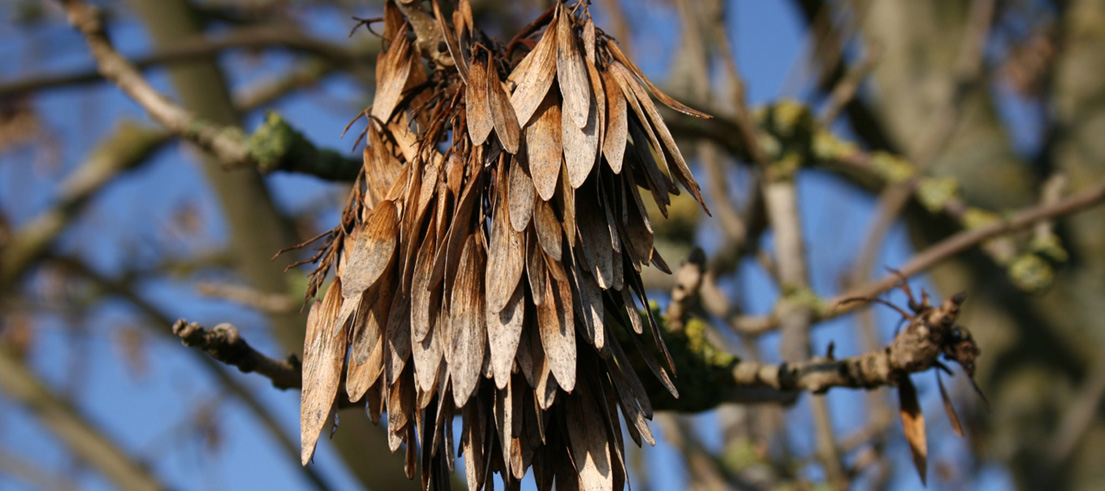 European ash | Environment Canterbury