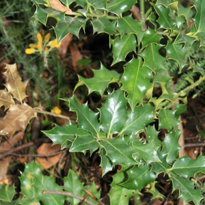 European holly | Environment Canterbury