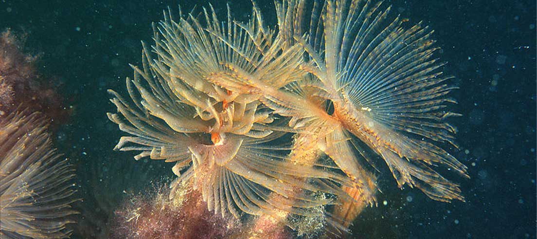 Mediterranean fanworm | Environment Canterbury