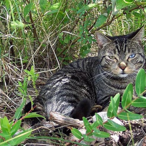 Feral cat | Environment Canterbury