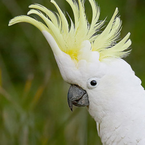 Feral sulphur-crested cockatoo | Environment Canterbury
