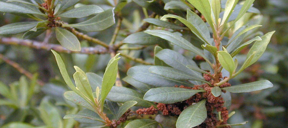 Fire tree | Environment Canterbury