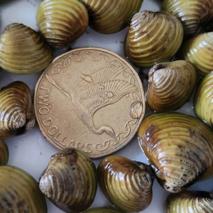 Freshwater gold clam | Environment Canterbury