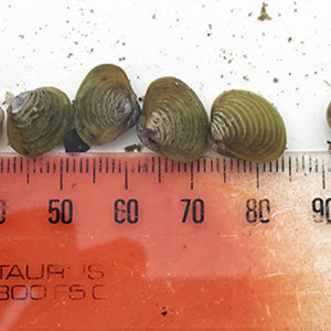 Freshwater gold clam | Environment Canterbury