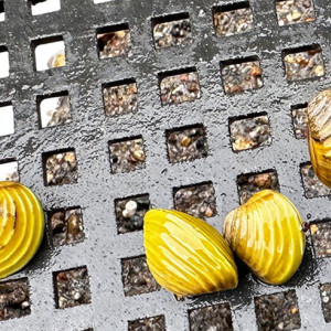 Freshwater gold clam | Environment Canterbury