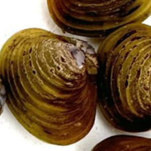 Freshwater gold clam | Environment Canterbury