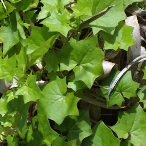 German ivy | Environment Canterbury