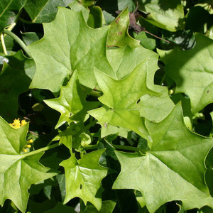 German ivy | Environment Canterbury