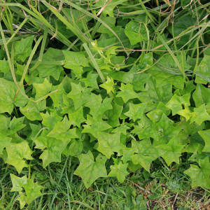 German ivy | Environment Canterbury
