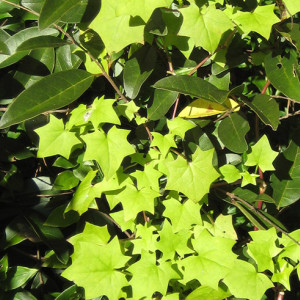 German ivy | Environment Canterbury