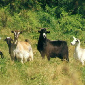 Feral goat | Environment Canterbury