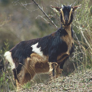 Feral goat | Environment Canterbury