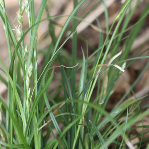 Grey sedge | Environment Canterbury