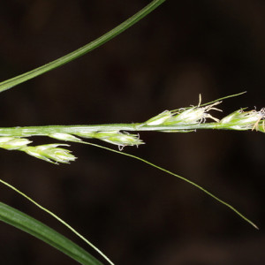 Grey sedge | Environment Canterbury
