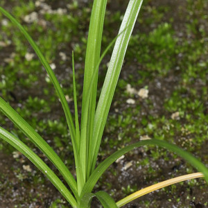 Grey sedge | Environment Canterbury