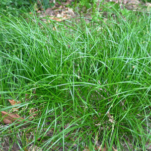 Grey sedge | Environment Canterbury