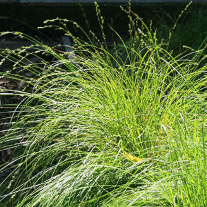 Grey sedge | Environment Canterbury