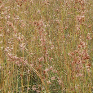 Kangaroo grass | Environment Canterbury