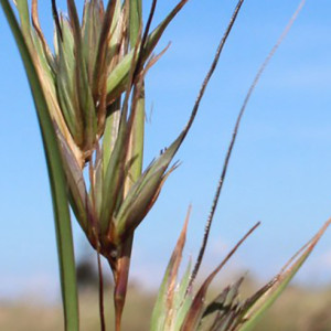 Kangaroo grass | Environment Canterbury