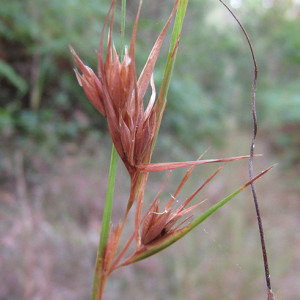 Kangaroo grass | Environment Canterbury