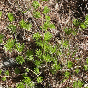 Wilding pine | Environment Canterbury