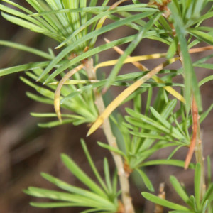 Wilding pine | Environment Canterbury