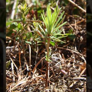 Wilding pine | Environment Canterbury