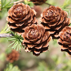 Wilding pine | Environment Canterbury