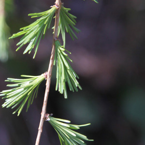 Wilding pine | Environment Canterbury