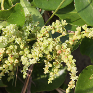 Madeira vine | Environment Canterbury