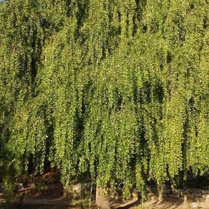 Chilean mayten | Environment Canterbury