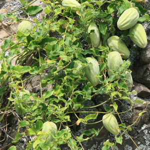 Moth plant | Environment Canterbury