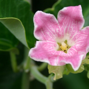 Moth plant | Environment Canterbury