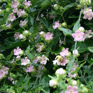 Moth plant | Environment Canterbury