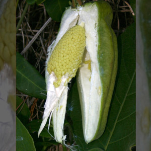 Moth plant | Environment Canterbury