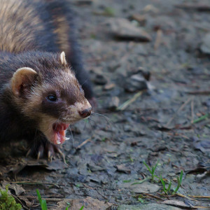 Stoat, ferret, weasel (Mustelids) | Environment Canterbury