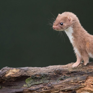Stoat, ferret, weasel (Mustelids) | Environment Canterbury