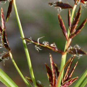 Nutgrass | Environment Canterbury