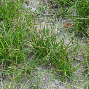 Nutgrass | Environment Canterbury