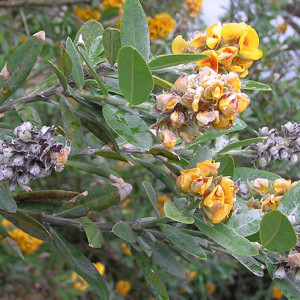 Oxylobium | Environment Canterbury