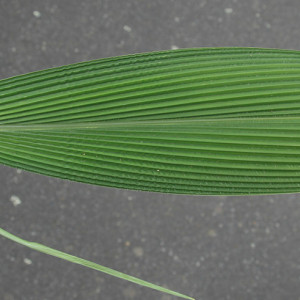 Palm grass | Environment Canterbury