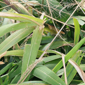 Palm grass | Environment Canterbury